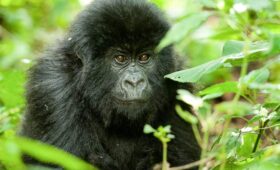 Silver Spark Africa Ltd – Know Africa Beyond History